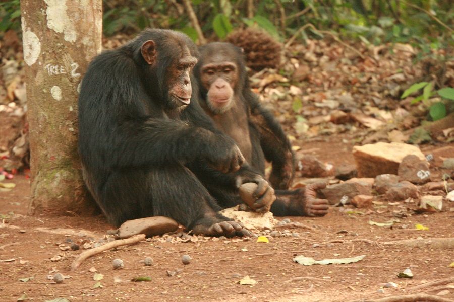 Primate Models for Behavioural Evolution Lab | Institute of Human Sciences